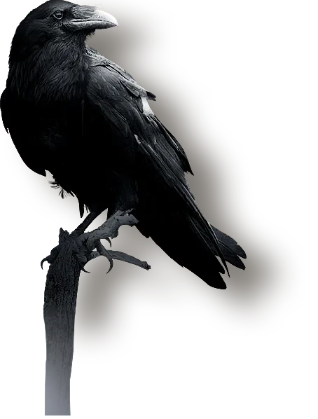 NIGHT CROWS